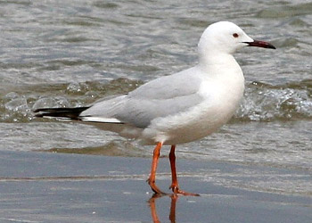 鸥科 Laridae 蓝色动物学（中国动物学科普）
